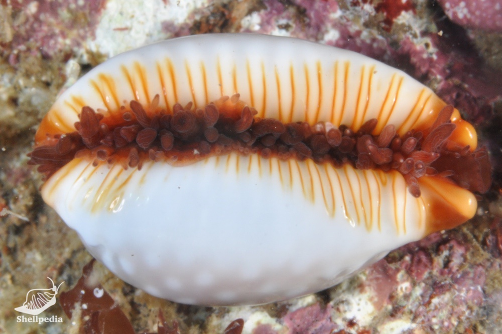 シボリダカラ, Staphylaea limacina (Lamarck, 1810)