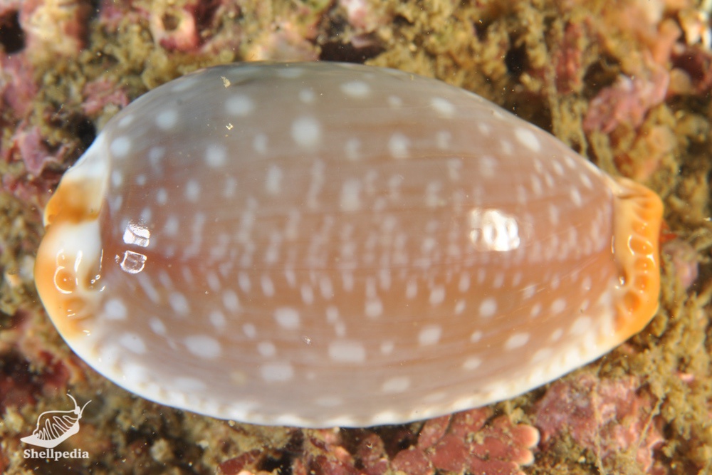 シボリダカラ, Staphylaea limacina (Lamarck, 1810)