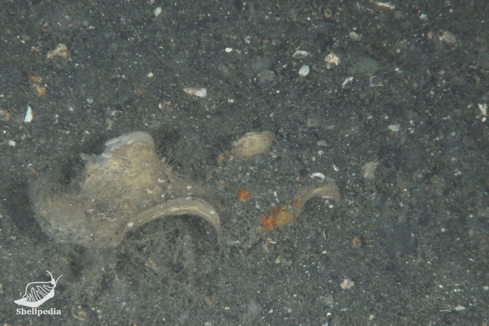 シュモクガイ, Malleus albus Lamarck, 1819