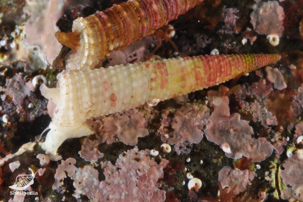 シロキリオレ, Euthymella concors (Hinds, 1843)