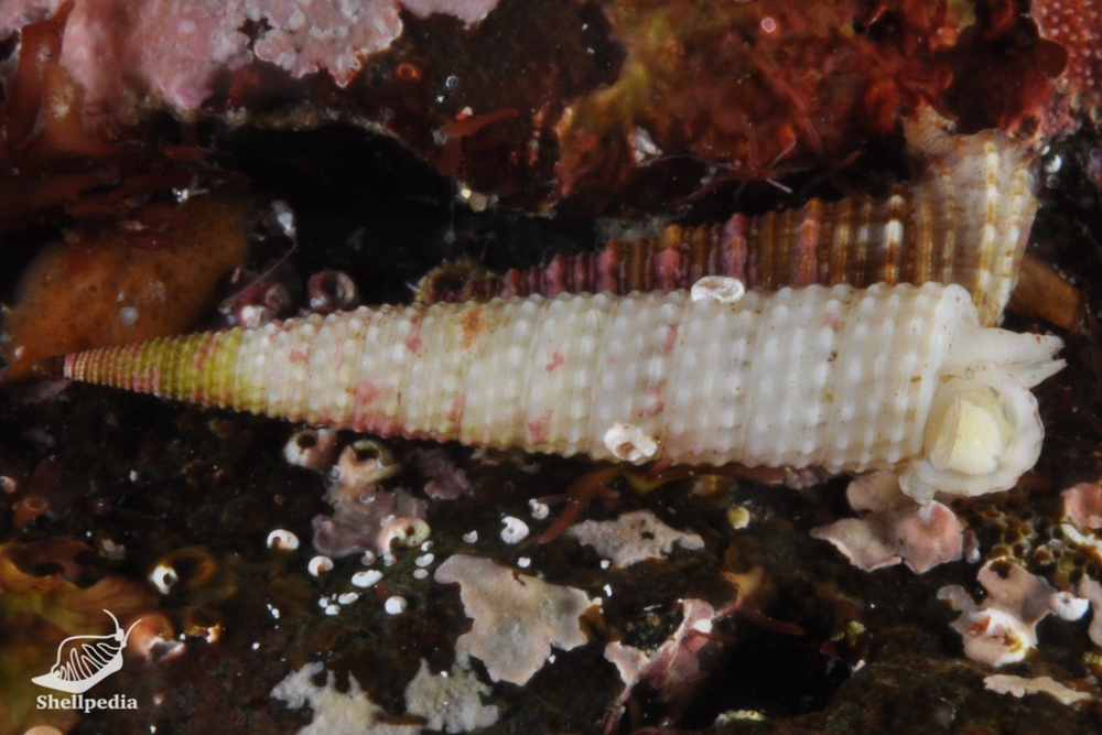 シロキリオレ, Euthymella concors (Hinds, 1843)