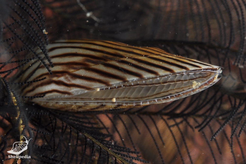シロチョウウグイス, Pteria physoides (Lamarck, 1819)