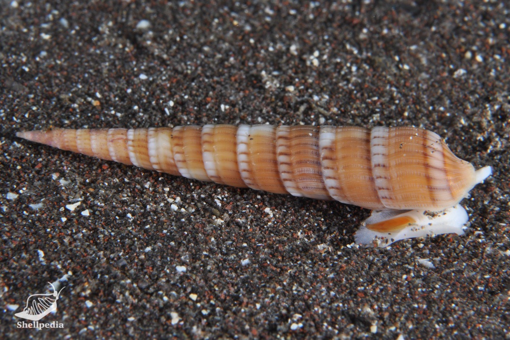 シロフタスジギリ, Myurella columellaris (Hinds, 1844)
