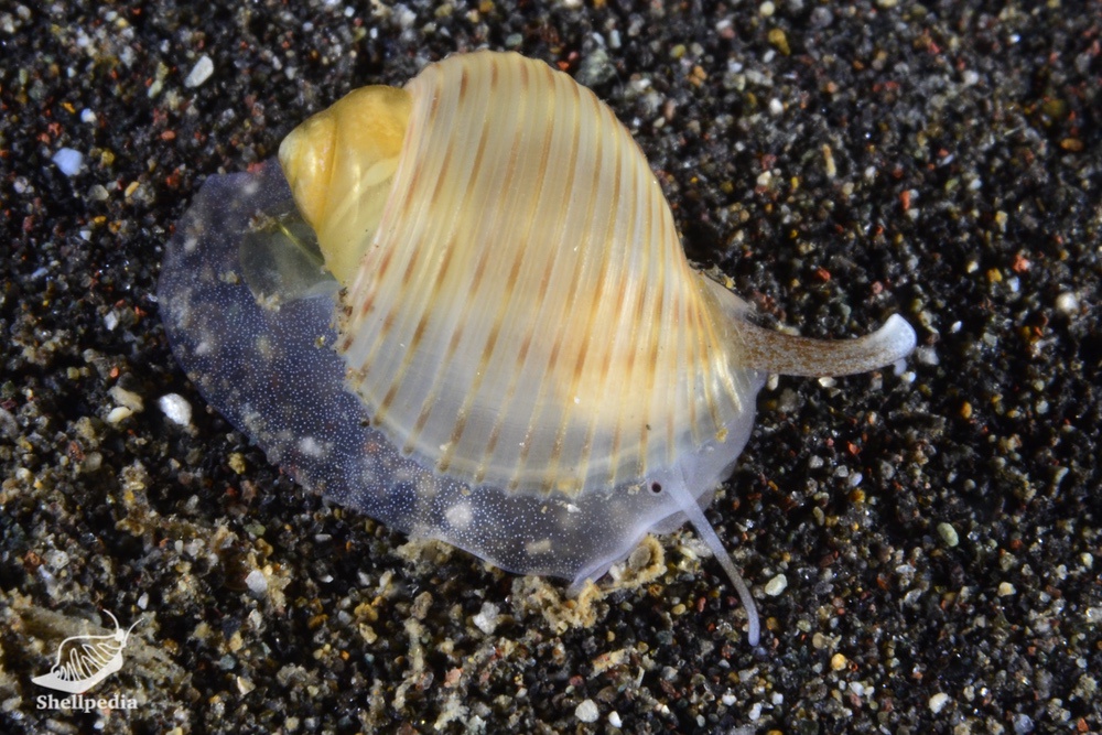 スジウズラ, Tonna olearium (Linnaeus, 1758)