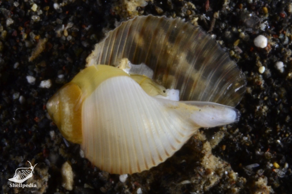 スジウズラ, Tonna olearium (Linnaeus, 1758)