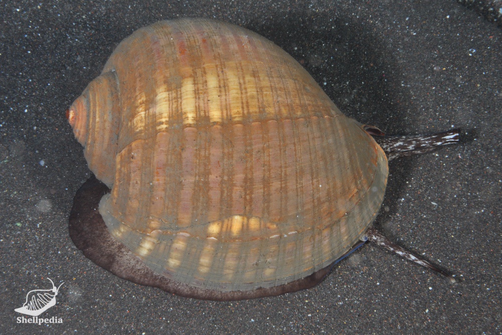 スジウズラ, Tonna olearium (Linnaeus, 1758)