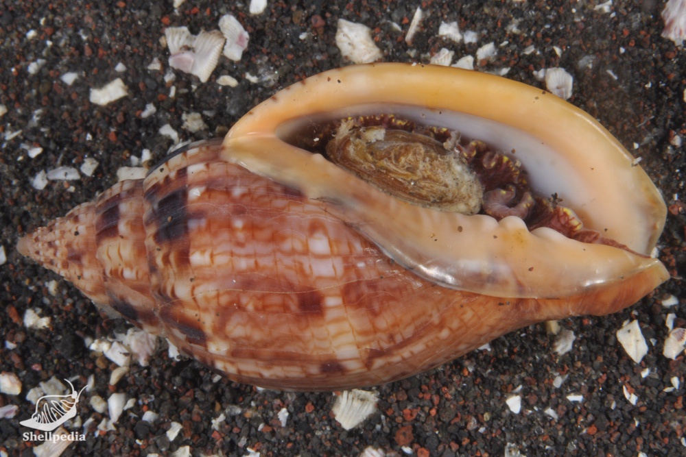 スジボラ, Lyria cassidula (Reeve, 1849)