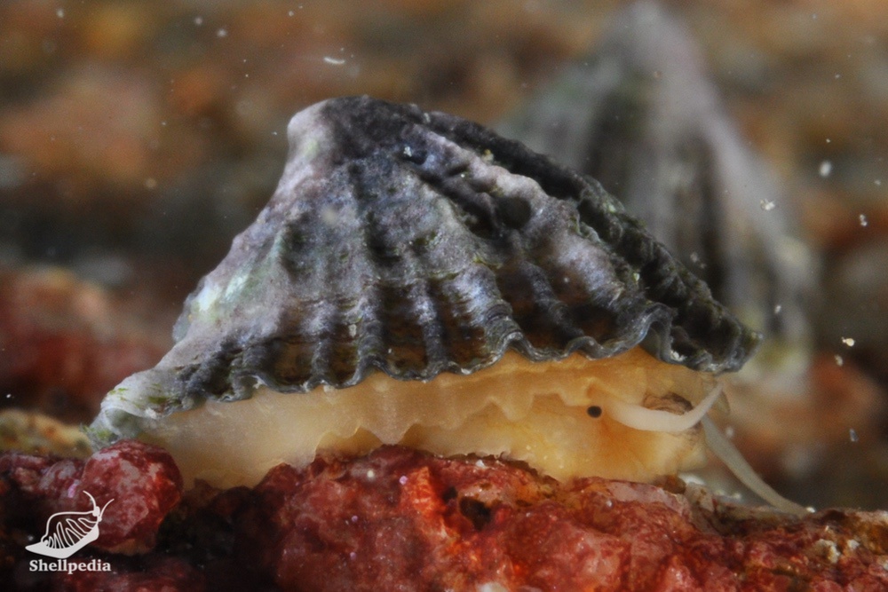 スソカケガイ, Montfortula picta (Dunker, 1860)