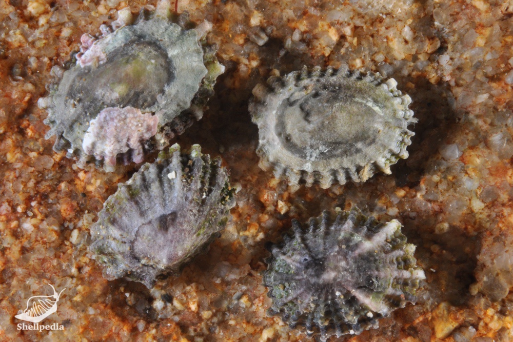 スソカケガイ, Montfortula picta (Dunker, 1860)