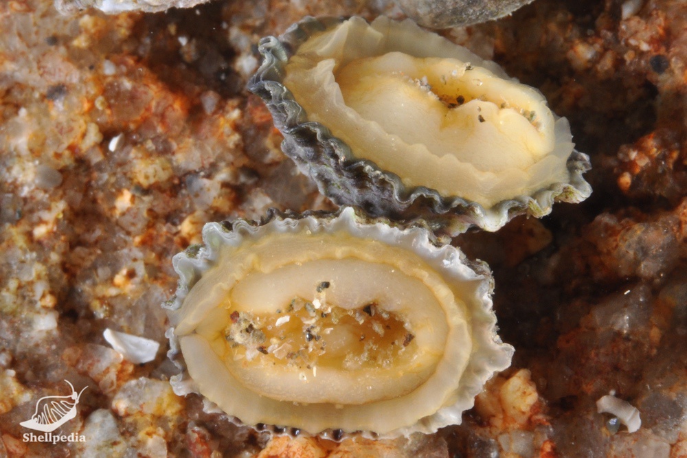 スソカケガイ, Montfortula picta (Dunker, 1860)