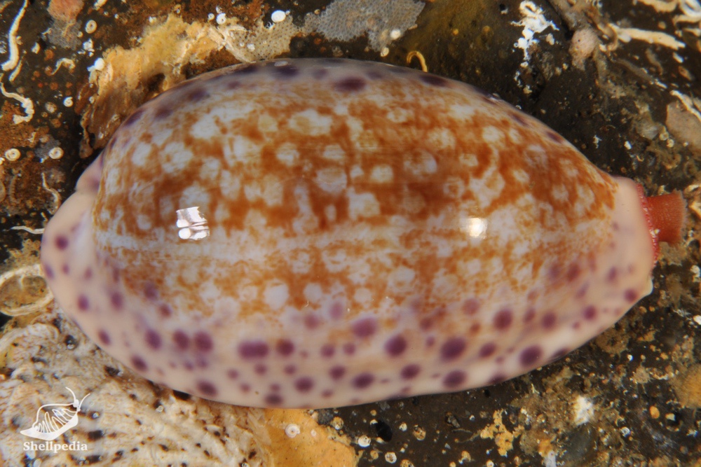 スソムラサキダカラ, Ovatipsa chinensis (Gmelin, 1791)