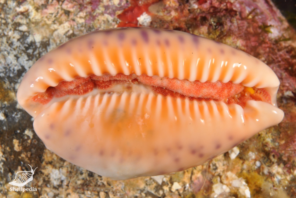 スソムラサキダカラ, Ovatipsa chinensis (Gmelin, 1791)