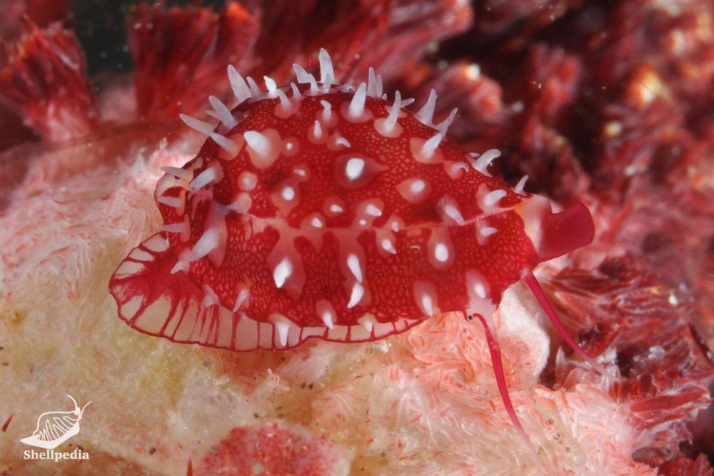 シェルペディア 日本の貝 | Shellpedia