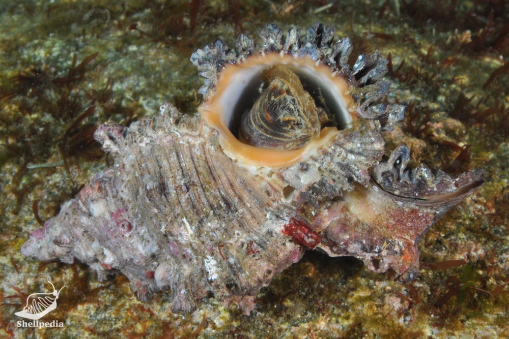 センジュモドキ, Chicoreus torrefactus (G .B. SowerbyⅡ, 1842)