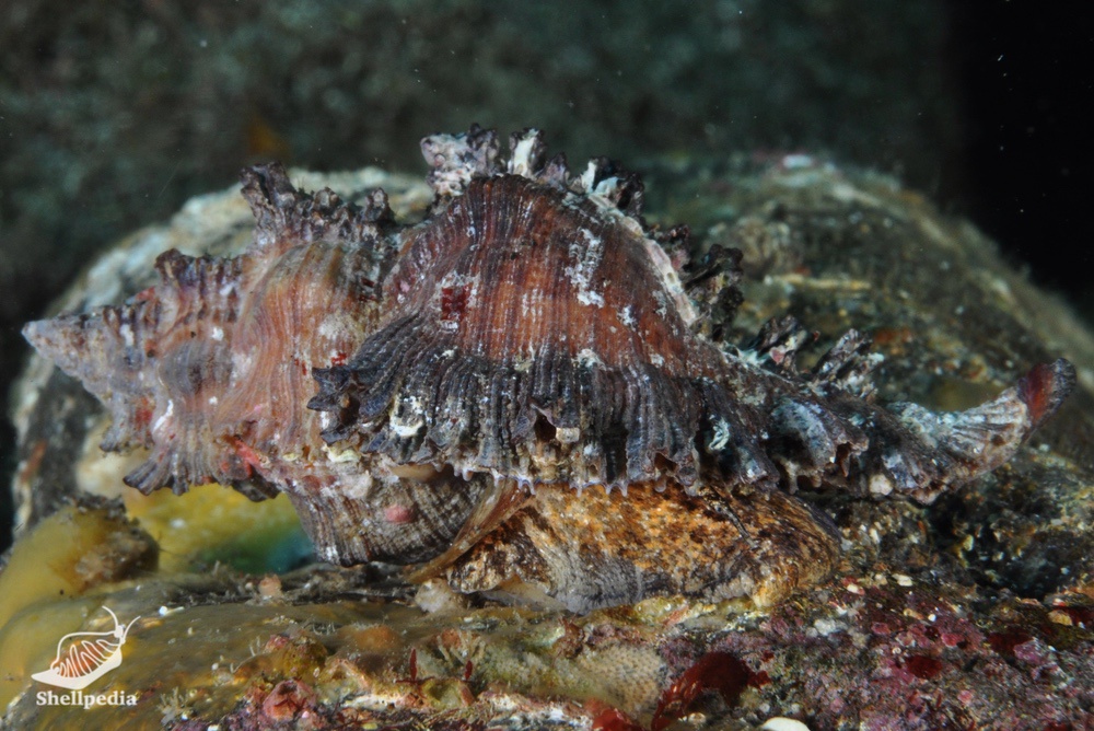センジュモドキ, Chicoreus torrefactus (G .B. SowerbyⅡ, 1842)