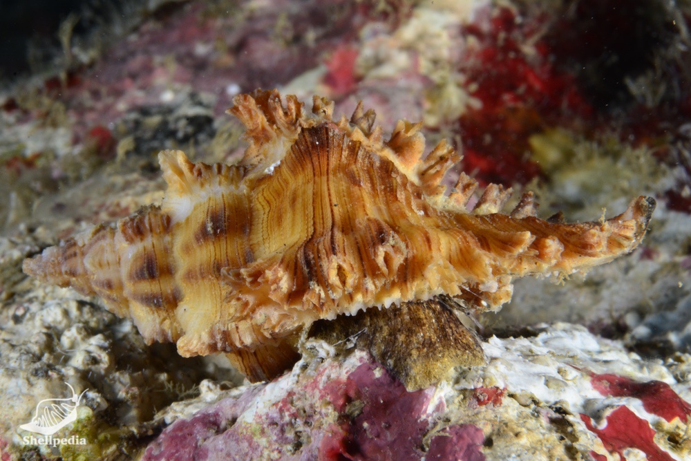 センジュモドキ, Chicoreus torrefactus (G .B. SowerbyⅡ, 1842)