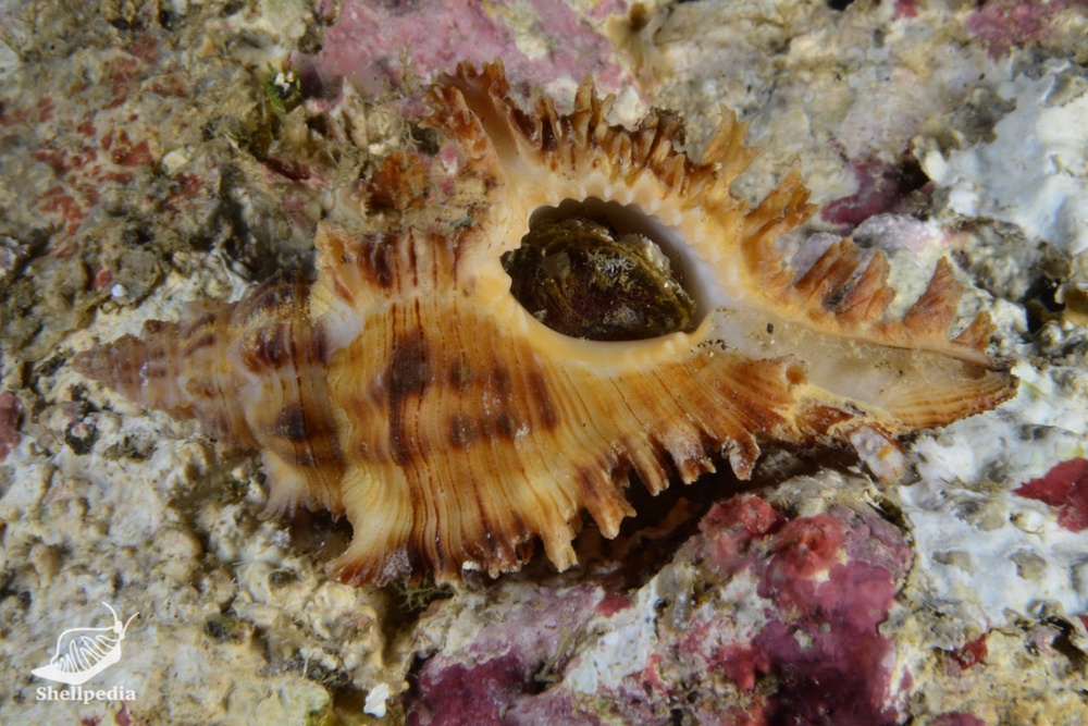 センジュモドキ, Chicoreus torrefactus (G .B. SowerbyⅡ, 1842)