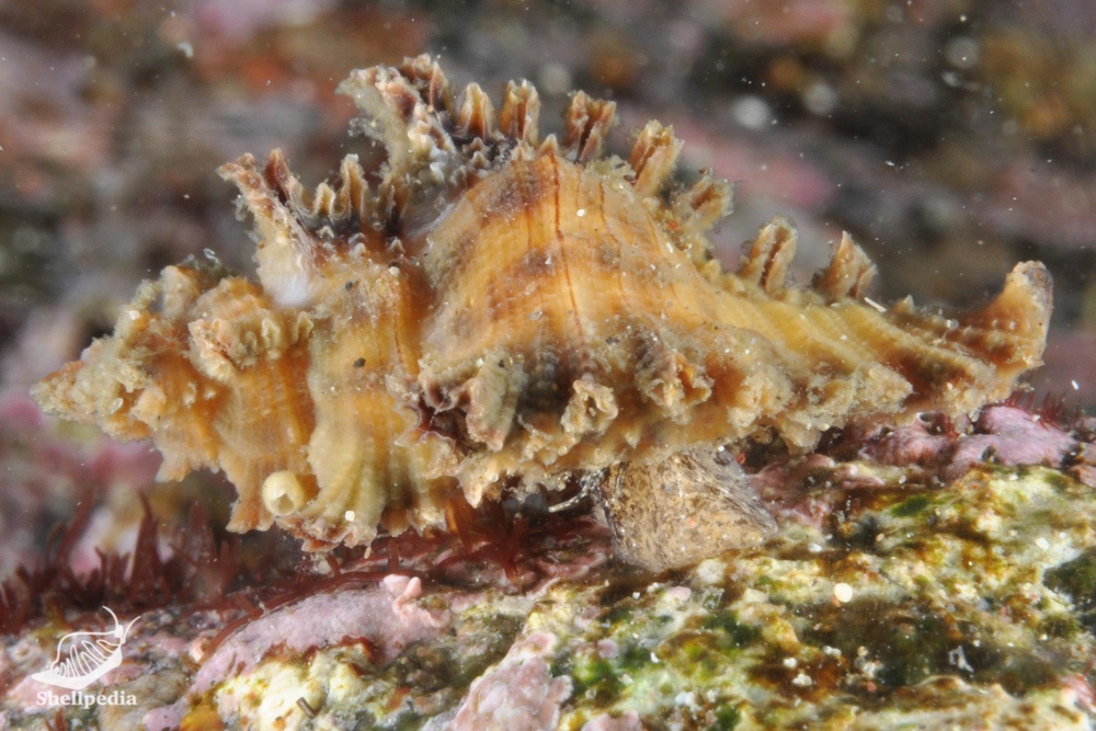 センジュモドキ, Chicoreus torrefactus (G .B. SowerbyⅡ, 1842)