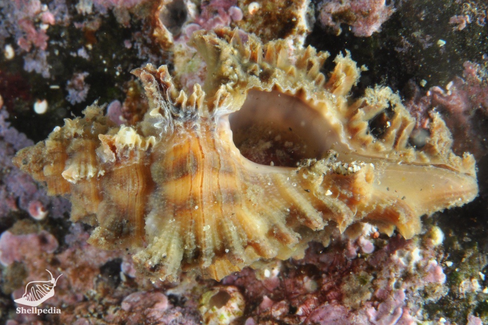 センジュモドキ, Chicoreus torrefactus (G .B. SowerbyⅡ, 1842)