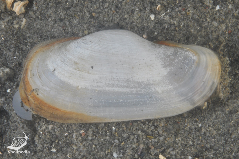 ソトオリガイ, Laternula gracilis (Reeve, 1860)