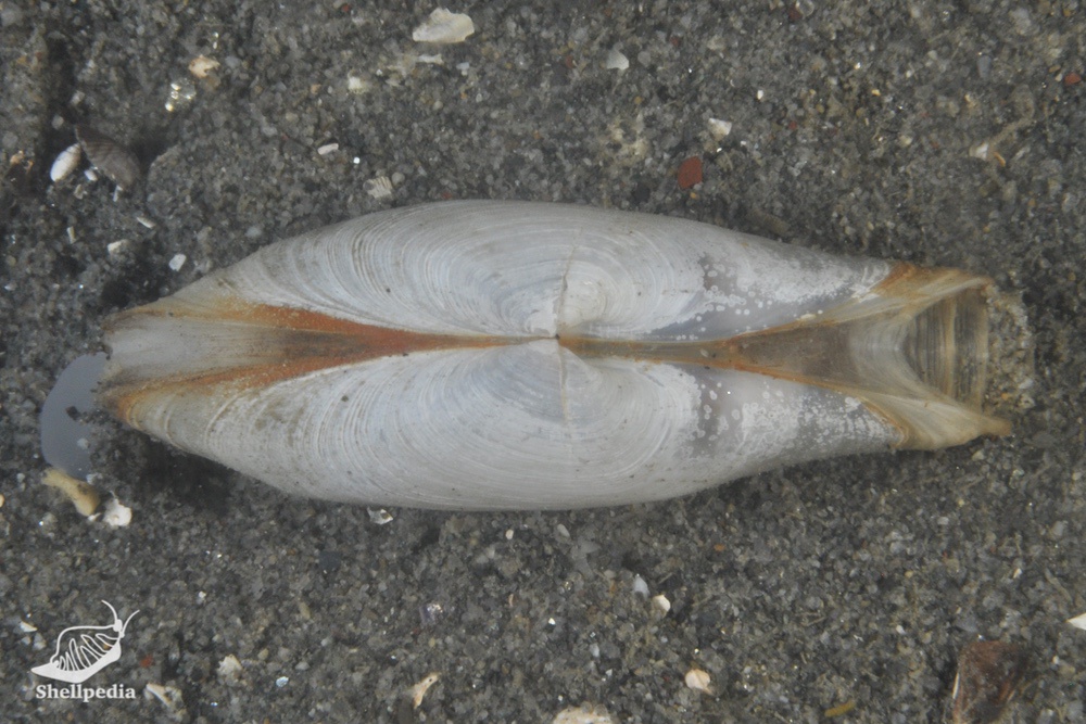 ソトオリガイ, Laternula gracilis (Reeve, 1860)