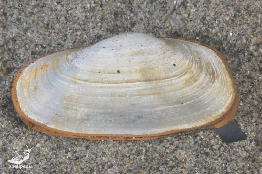 ソトオリガイ, Laternula gracilis (Reeve, 1860)