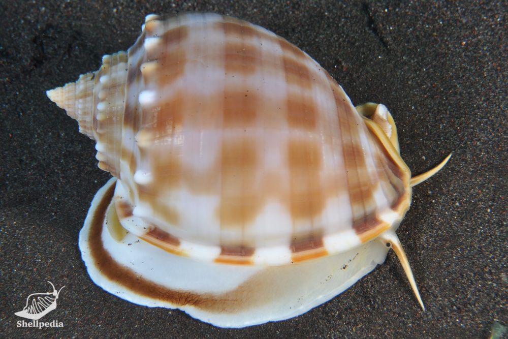 タイコガイ, Phalium bandatum (Perry, 1811)