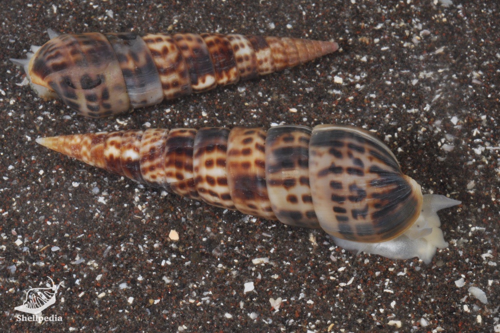 タケノコクチキレ, Pyramidella acus (Gemelin, 1791)