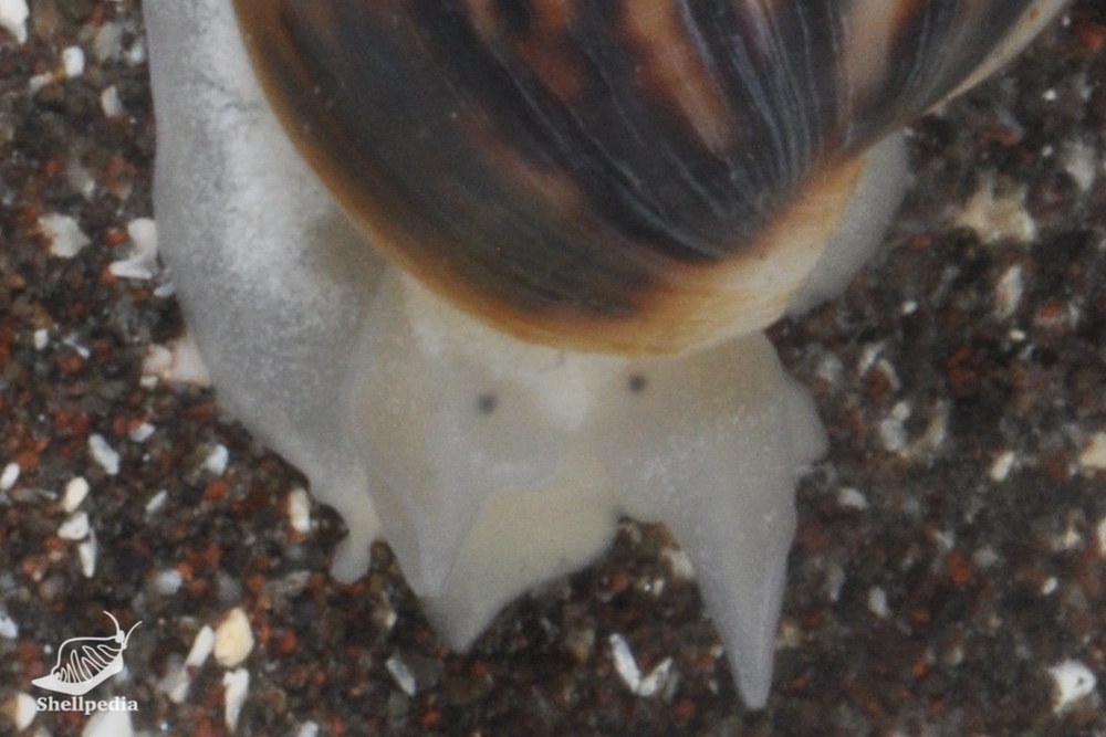 タケノコクチキレ, Pyramidella acus (Gemelin, 1791)