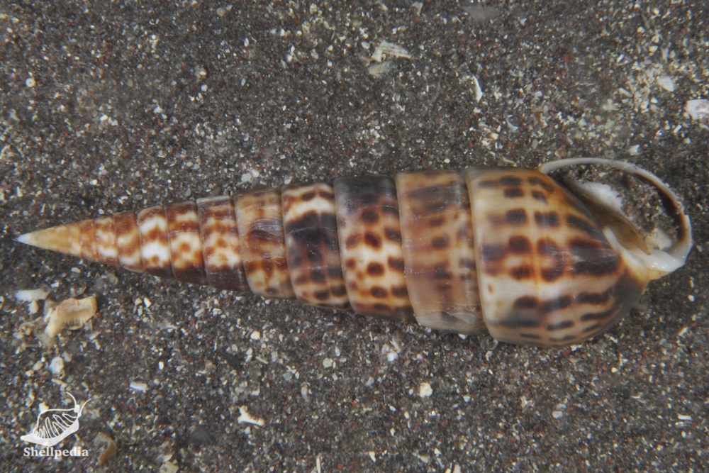 タケノコクチキレ, Pyramidella acus (Gemelin, 1791)