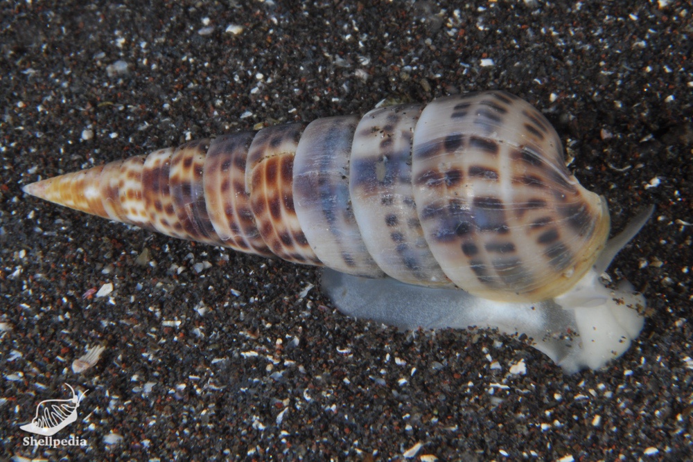 タケノコクチキレ, Pyramidella acus (Gemelin, 1791)