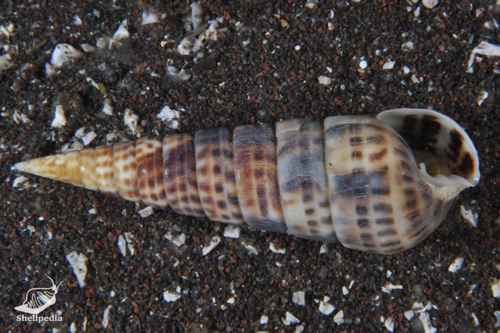 タケノコクチキレ, Pyramidella acus (Gemelin, 1791)