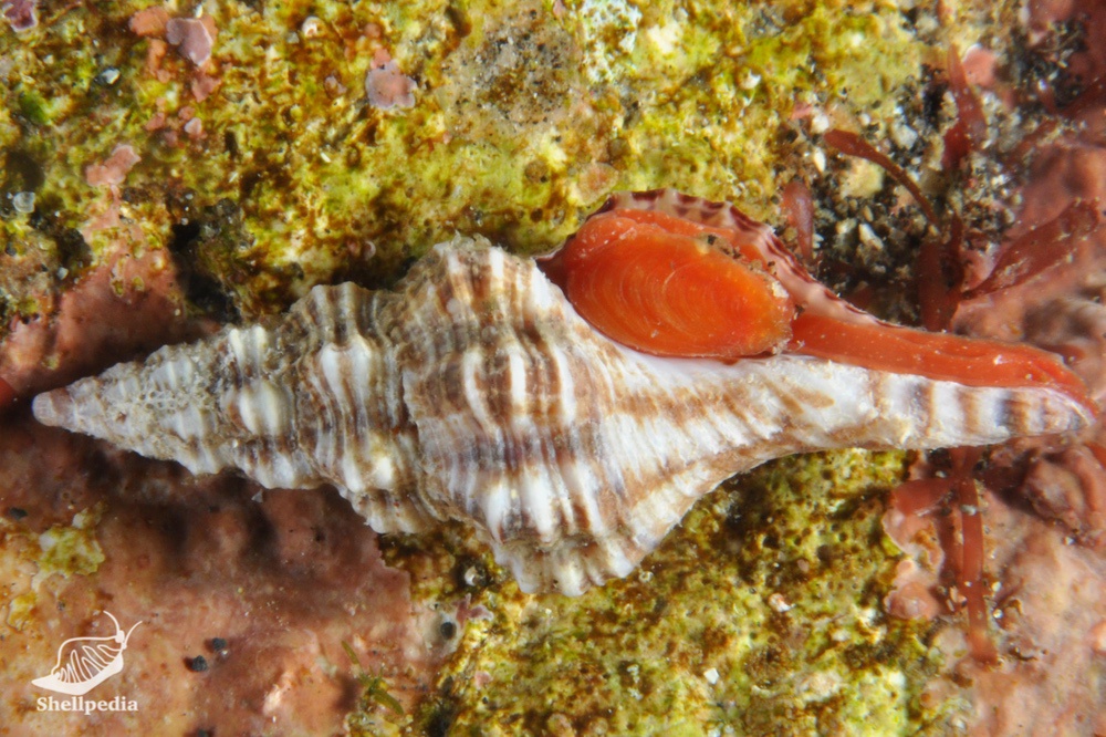 チトセボラ, Fusinus nicobaricus (Roding, 1798)