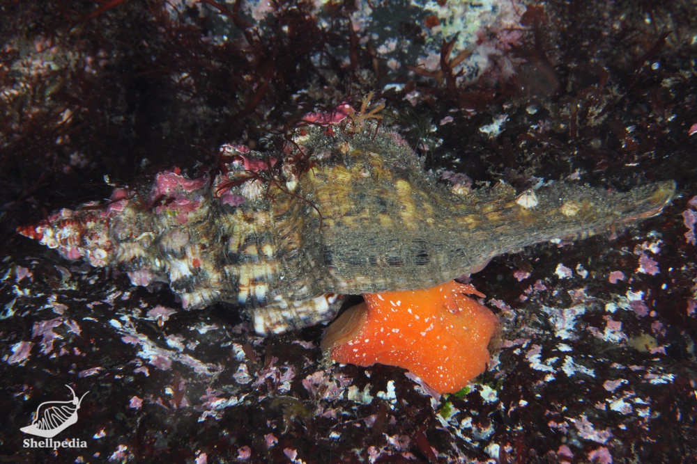 チトセボラ, Fusinus nicobaricus (Roding, 1798)