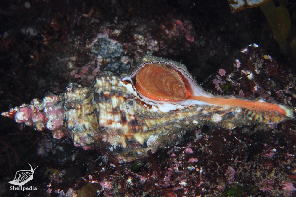 チトセボラ, Fusinus nicobaricus (Roding, 1798)