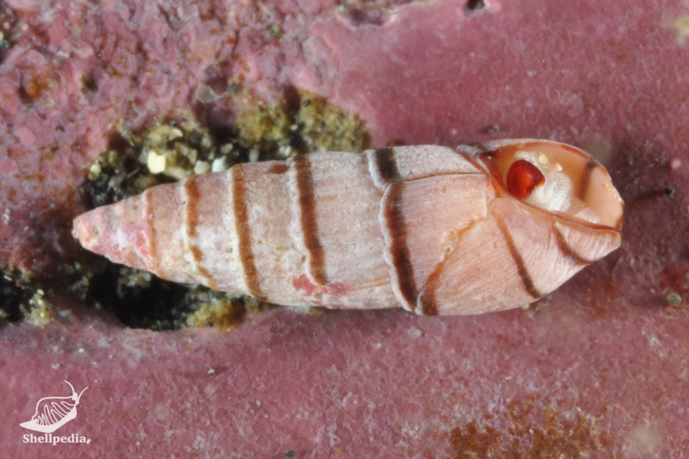 チビタケノコ, Terenolla pygmaea (Hinds, 1844)