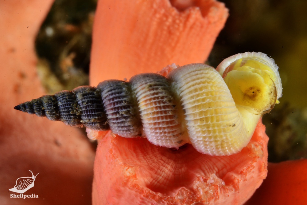 チャイロコナガイトカケ, Amaea foulisi Kilburn, 1985