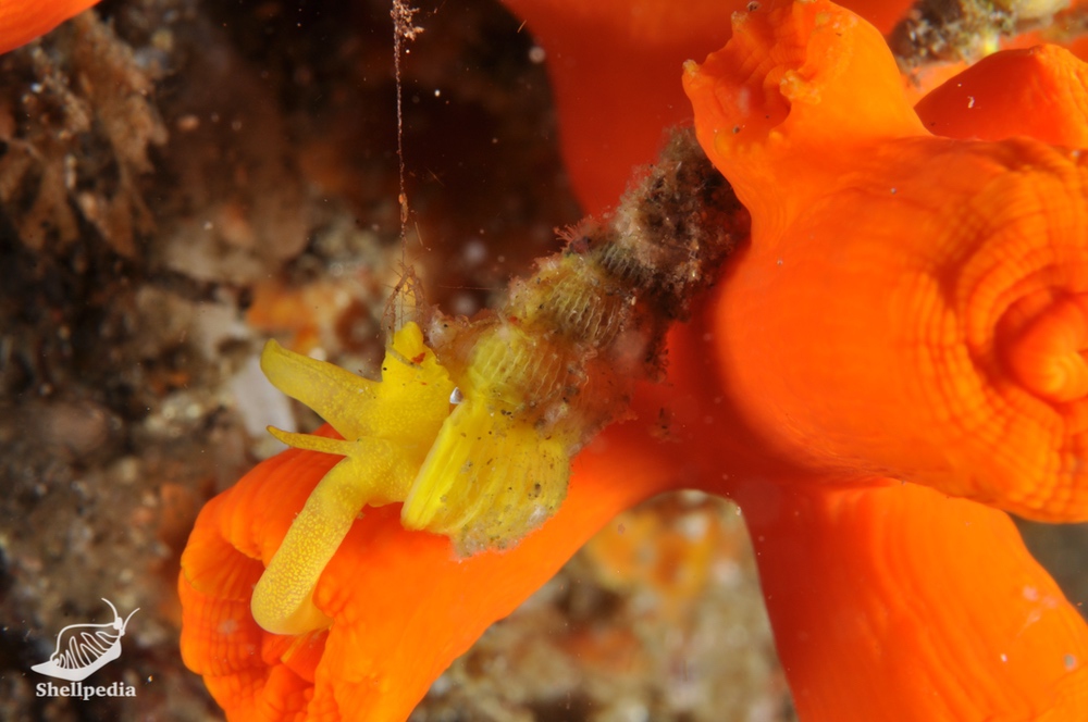 チャイロコナガイトカケ, Amaea foulisi Kilburn, 1985