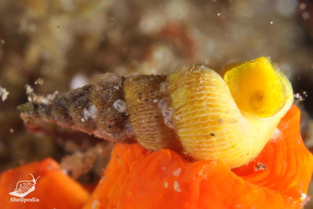 チャイロコナガイトカケ, Amaea foulisi Kilburn, 1985