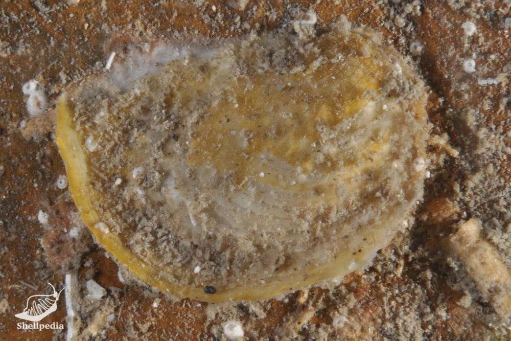 チャワンガキ, Booneostrea subucula (Jousseaume in Lamy , 1925)