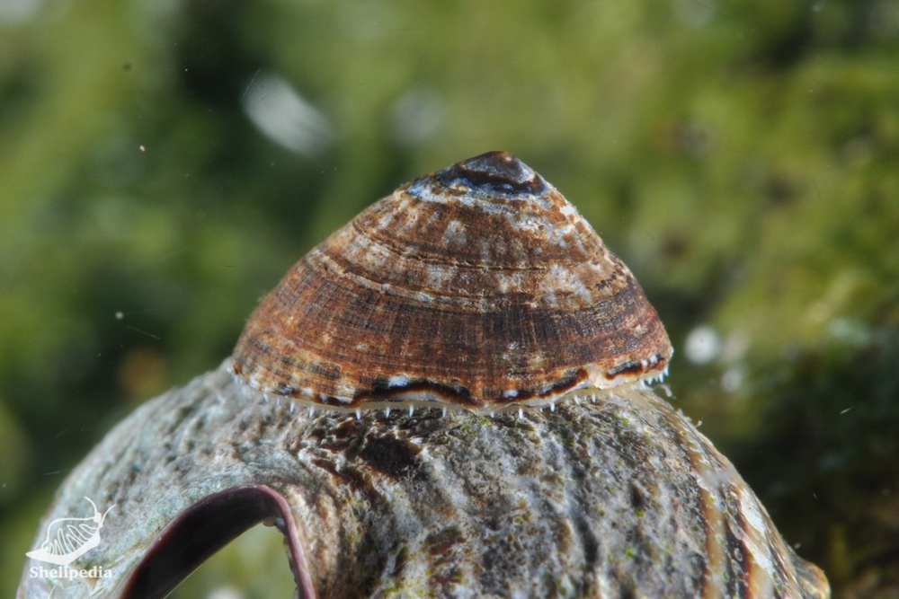 ツボミガイ, Patelloida conulus (Dunker, 1861)