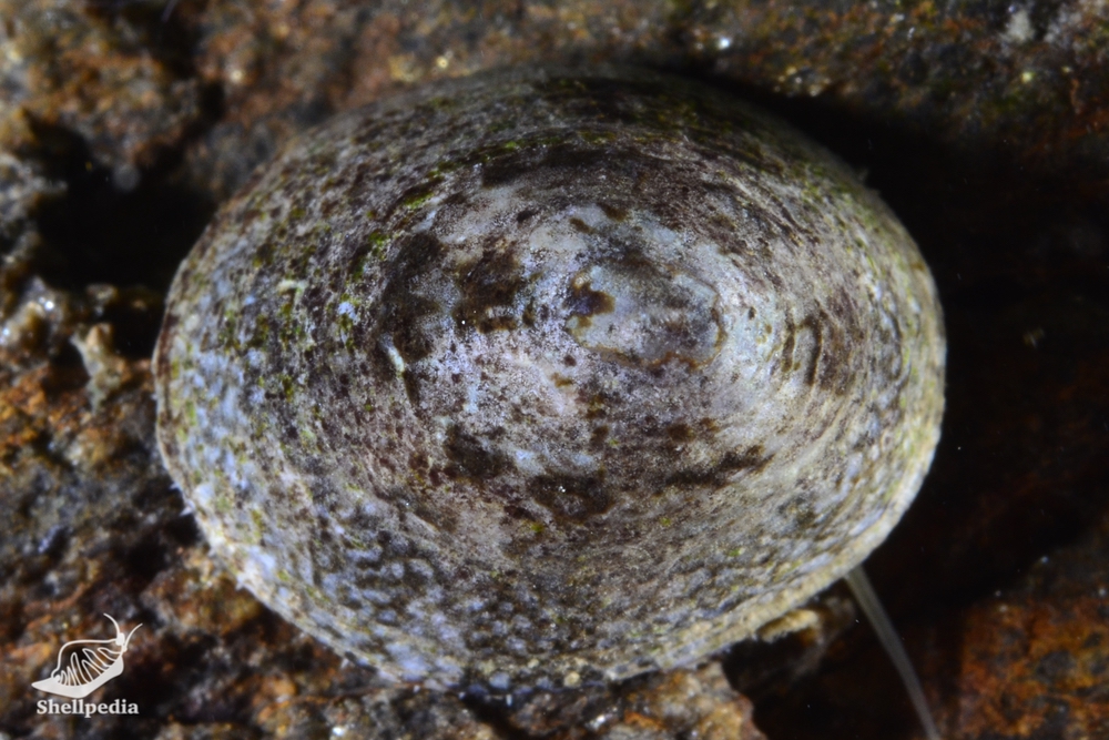 ツボミガイ, Patelloida conulus (Dunker, 1861)
