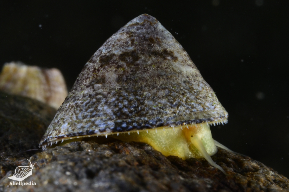 ツボミガイ, Patelloida conulus (Dunker, 1861)