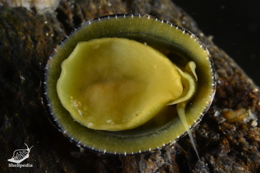 ツボミガイ, Patelloida conulus (Dunker, 1861)