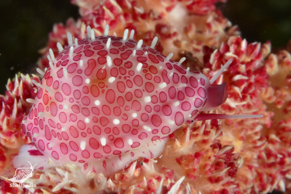 テンロクケボリ, Diminovula punctata (Duclos, 1831)