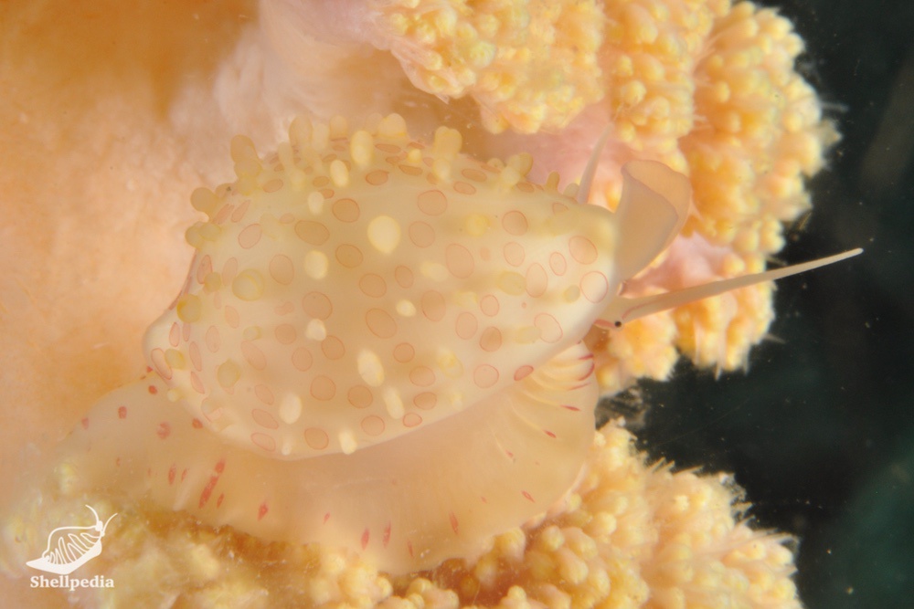 テンロクケボリ, Diminovula punctata (Duclos, 1831)