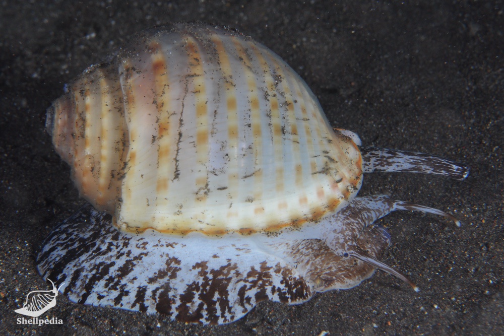 トキワガイ, Tonna allium (Dillwyn, 1817)