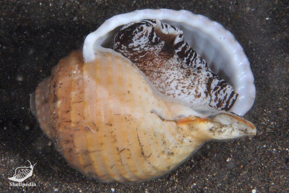 トキワガイ, Tonna allium (Dillwyn, 1817)