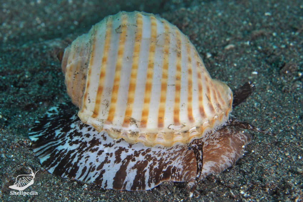 トキワガイ, Tonna allium (Dillwyn, 1817)