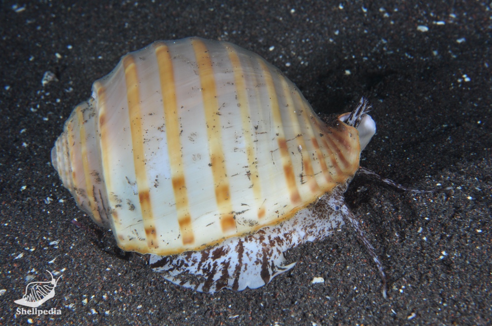 トキワガイ, Tonna allium (Dillwyn, 1817)